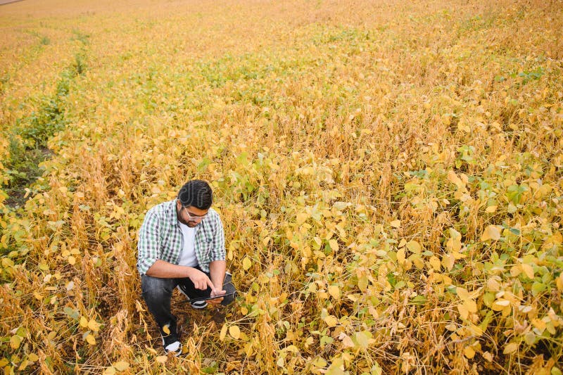 An Indian Farmer in a Soybean Field Stock Photo - Image of food ...