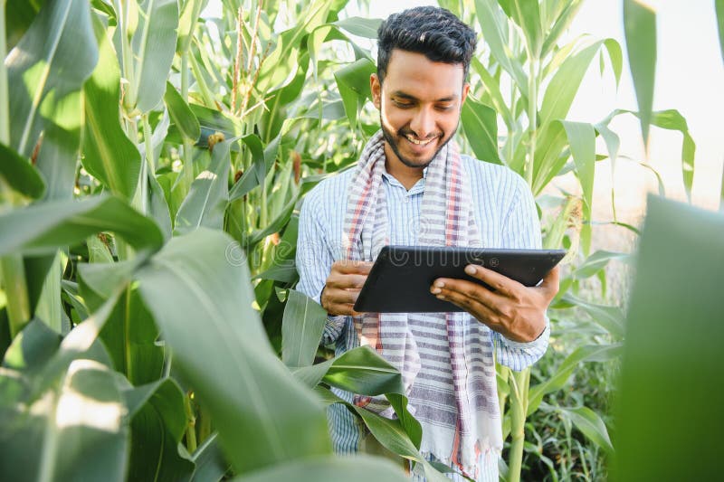 Indian Farmer Using Tablet at Agriculture Field. an Agronomist Inspects ...