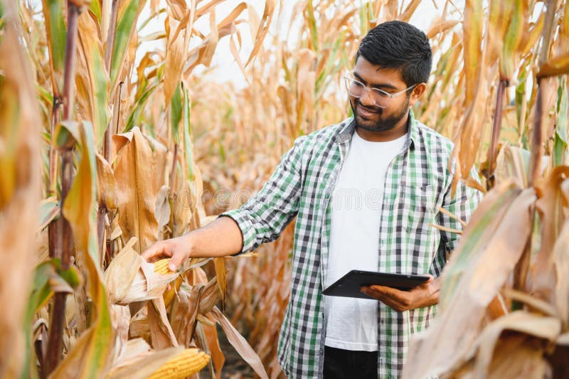 Indian Farmer Using Tablet at Agriculture Field. an Agronomist Inspects ...