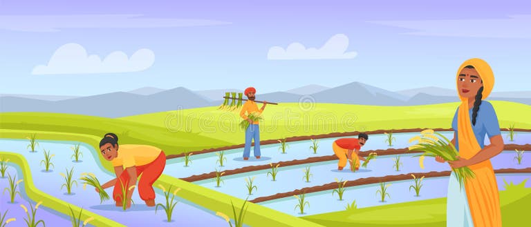 Indian Farmers Rice Paddy Stock Illustrations – 42 Indian Farmers Rice ... Indian Farmers Rice Paddy Stock Illustrations – 42 Indian Farmers Rice ...
