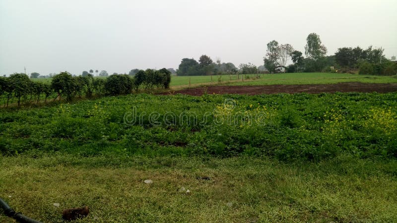 Indian Farms of Maharashtra in Rainy Season Stock Image - Image of ...