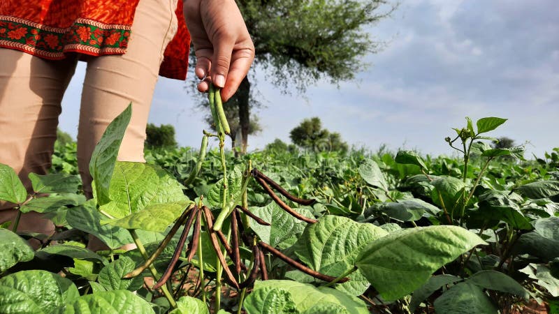 Bunch of Raw Moong Beans on Plant in a Farm Land in India Stock Image ...