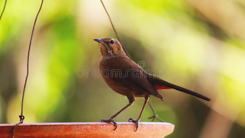 Indian Female Robin stock image. Image of robin, click - 92632783
