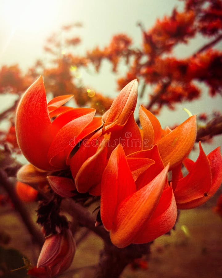 Indian Festival Flower stock image. Image of indianfestival - 218006119