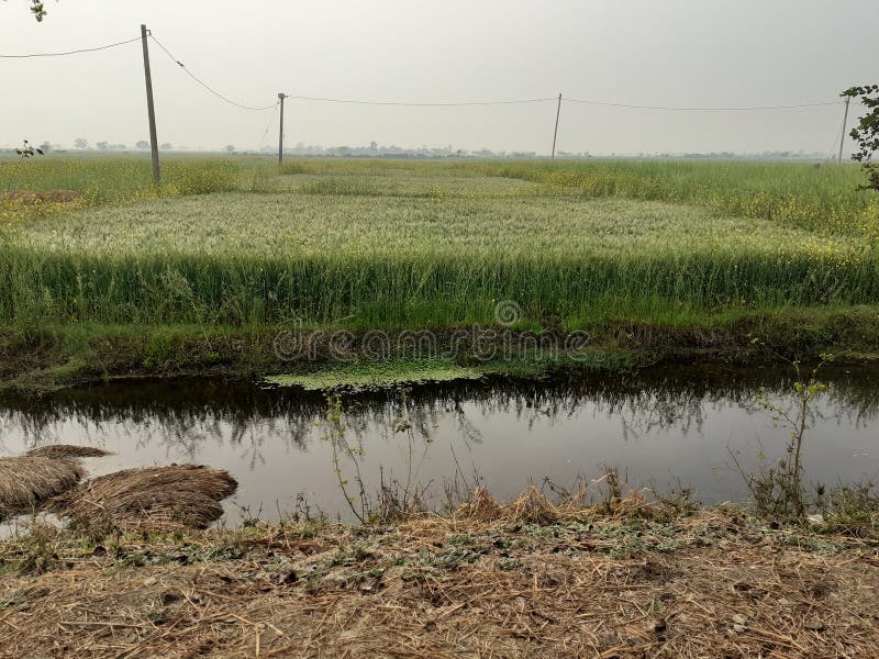 An Indian Field with Greenish Stock Image - Image of stream, field ...