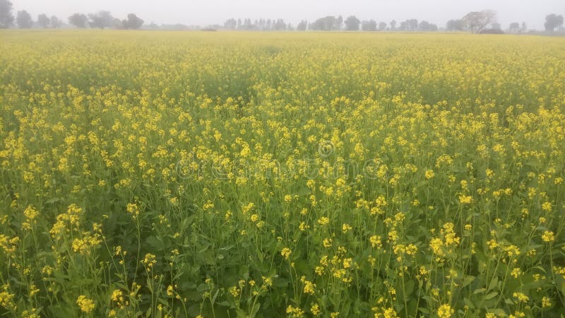 Indian Field Mustard Crop stock image. Image of agriculture - 205862215