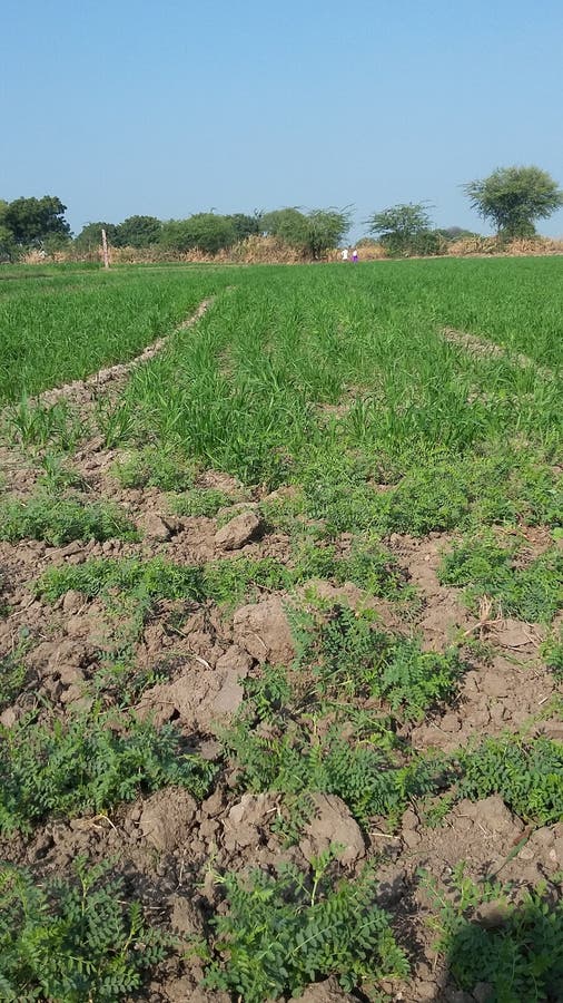 Indian fields stock image. Image of indian, thanks, fields - 134573311