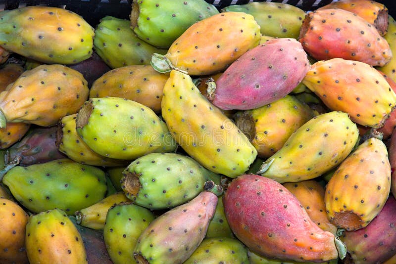 Indian fig stock image. Image of mature, italy, prickle - 11602033