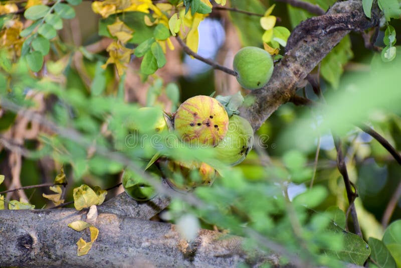 Indian Fig Tree or Gular Fig. Stock Image - Image of delicious, fruit ...