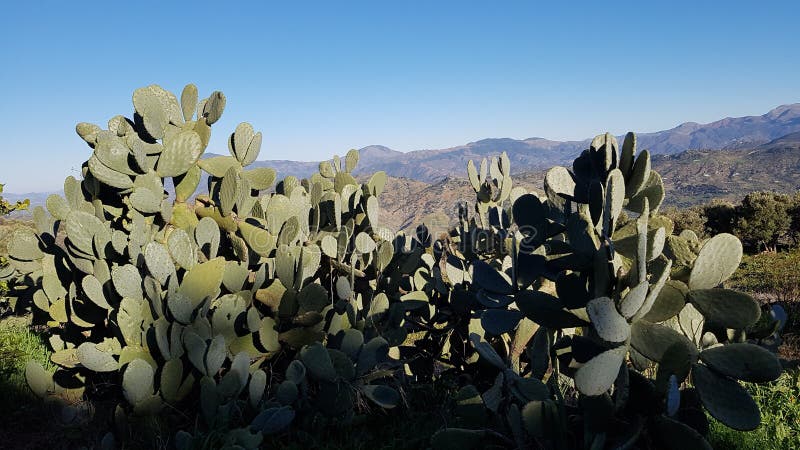 The Indian Fig Tree in Morocco Stock Photo - Image of morning, village ...