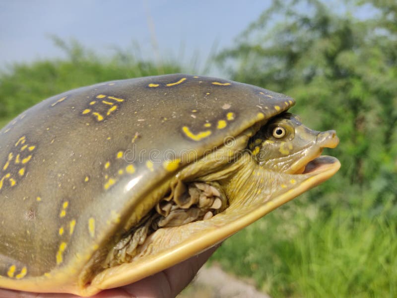 Indian Flapshell Turtle in Human Hand Stock Image - Image of seafood ...