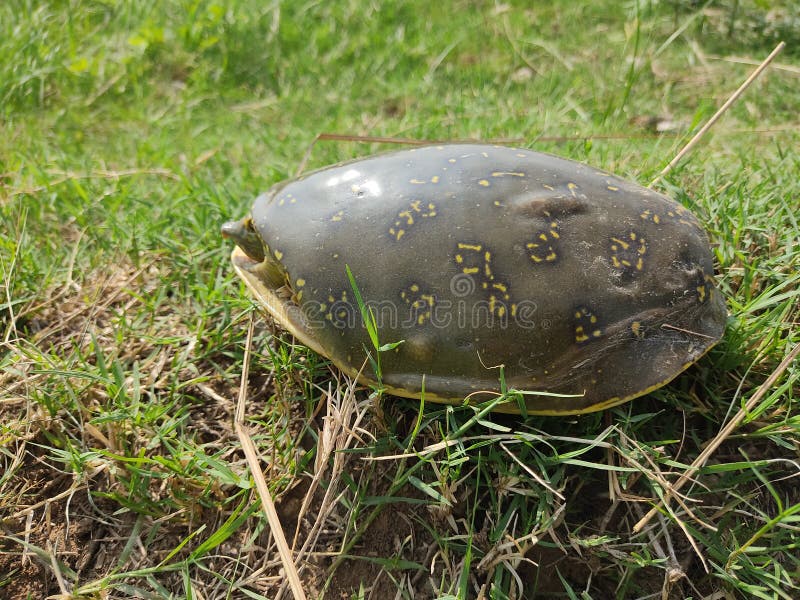 Indian Flapshell Turtle stock image. Image of mammal - 263217235
