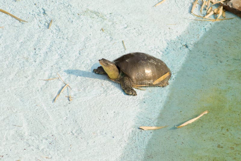Indian flapshell turtle stock image. Image of indian - 128742117