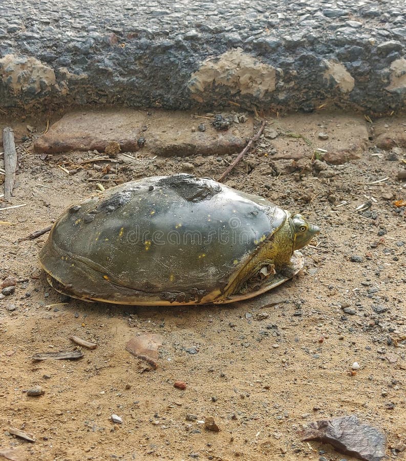 Indian Flapshell Turtle Walking in Roadside,the Indian Flapshell ...