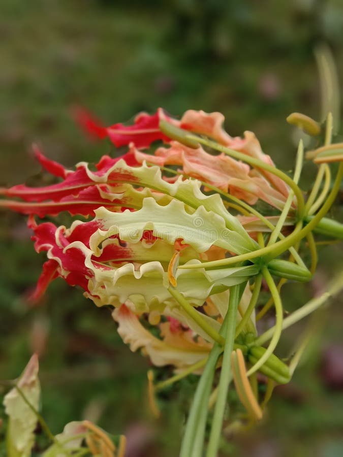 Indian Flower Tube, Flower in Orange Rot, Canna Indica Stock Image ...