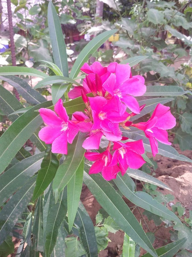 Arali Flower Stock Photos - Free & Royalty-Free Stock Photos from ...