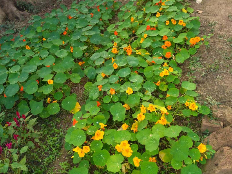 Indian Flower Tube, Flower in Orange Rot, Canna Indica Stock Image ...