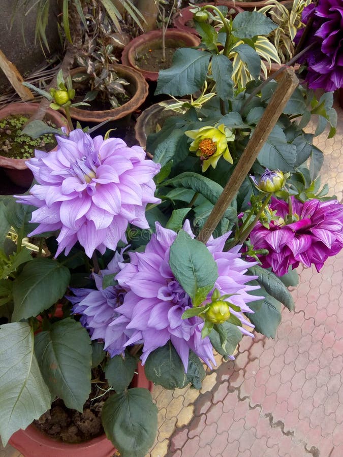 Indian flower stock photo. Image of plant, flower, indian - 138915182