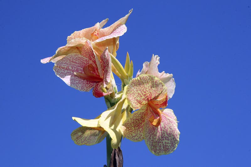 Indian flower kan stock image. Image of bouquet, plant - 12620407