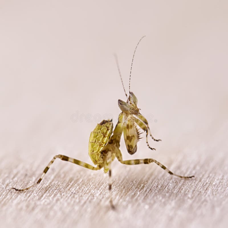 Indian Flower Mantis Eating Prey Stock Photo - Image of beige, brown ...