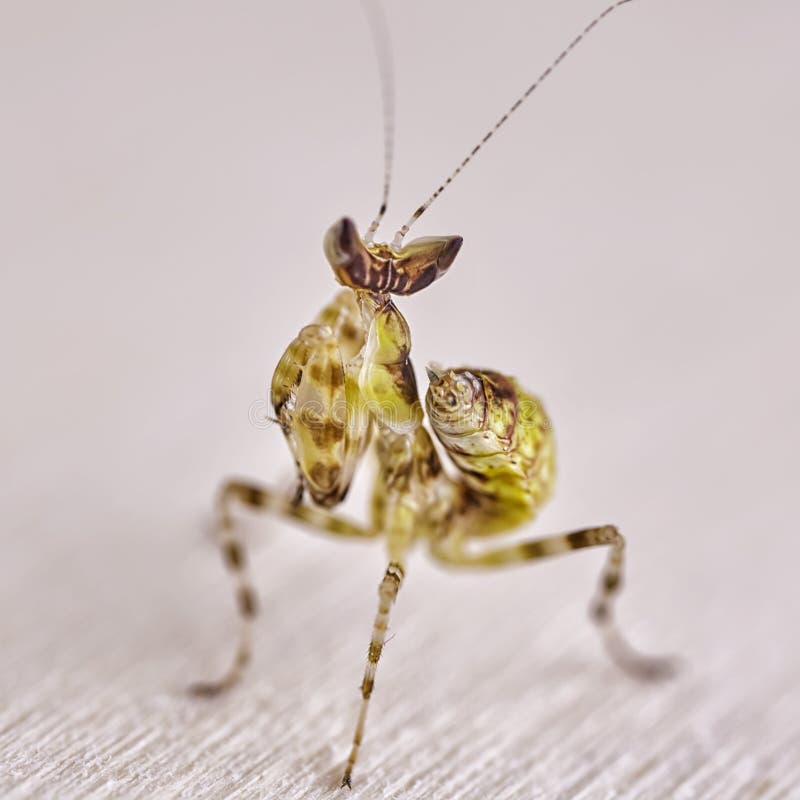 162 Indian Flower Mantis Stock Photos - Free & Royalty-Free Stock ...