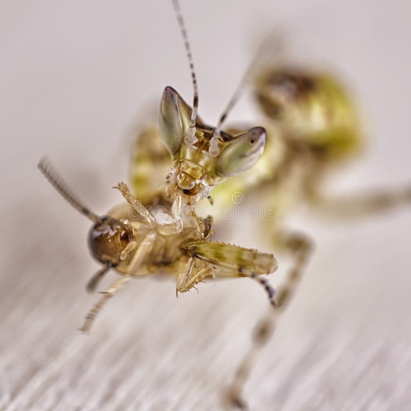 162 Indian Flower Mantis Stock Photos - Free & Royalty-Free Stock ...