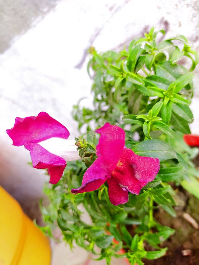 The Indian Flower Plant stock photo. Image of lilac - 209950058