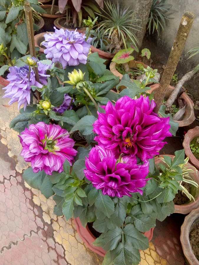 Indian flower stock photo. Image of plant, flower, indian - 138915164