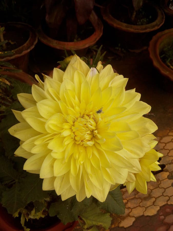 Indian flower stock image. Image of winterflower, indian - 138915411