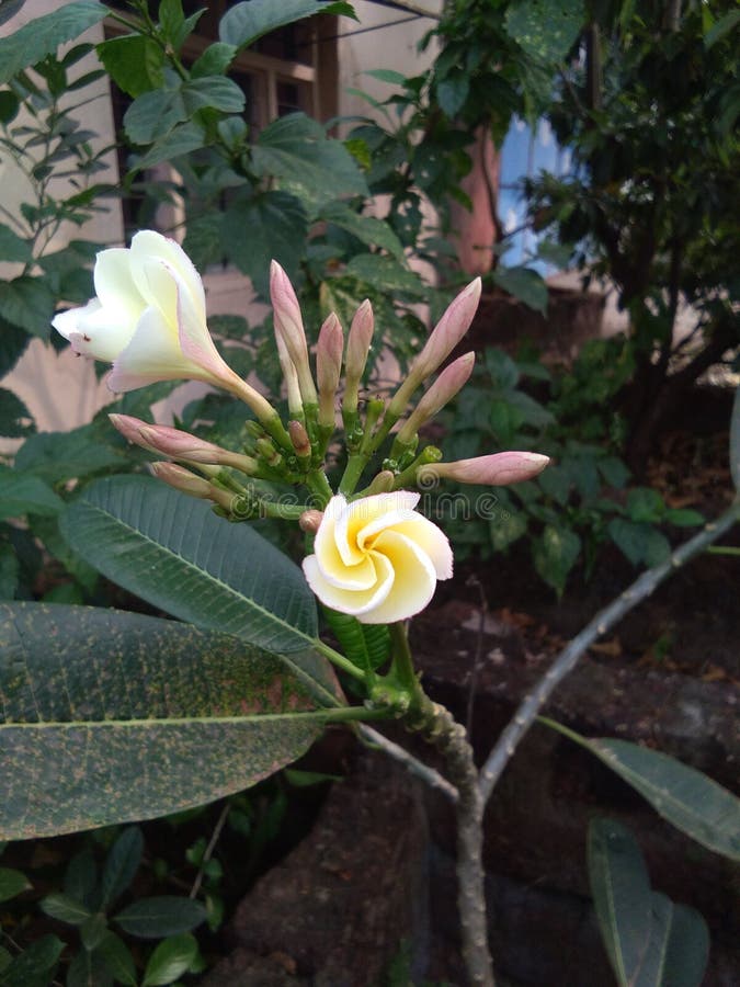 Chafa Flower Photos - Free & Royalty-Free Stock Photos from Dreamstime