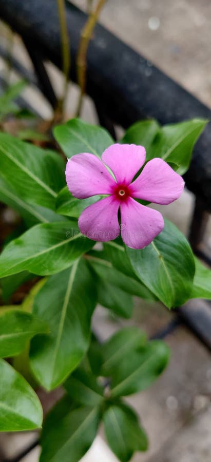 Indian Flower Tree with Beautiful Flower Stock Photo - Image of blossom ...