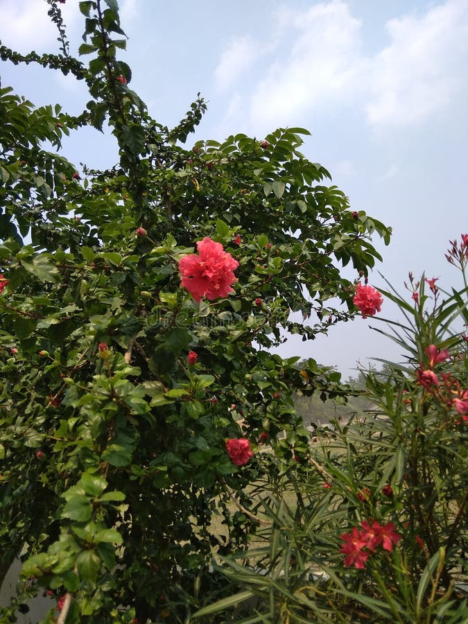 Indian Flower is Very Nice Red Hibiscus Stock Photo - Image of hibiscus ...