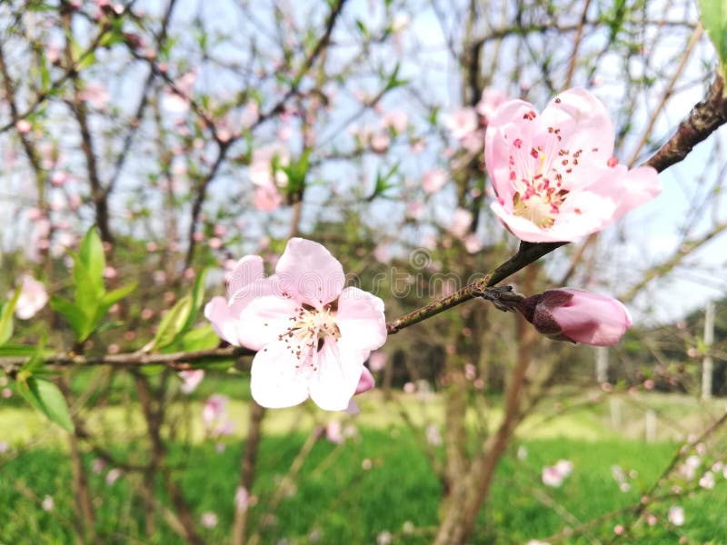 466 Basant Flower Stock Photos - Free & Royalty-Free Stock Photos from ...