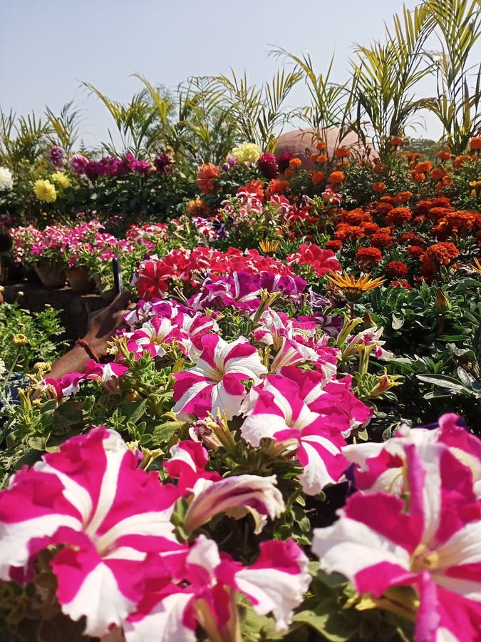 Indian flowers garden stock photo. Image of flowers - 210401852