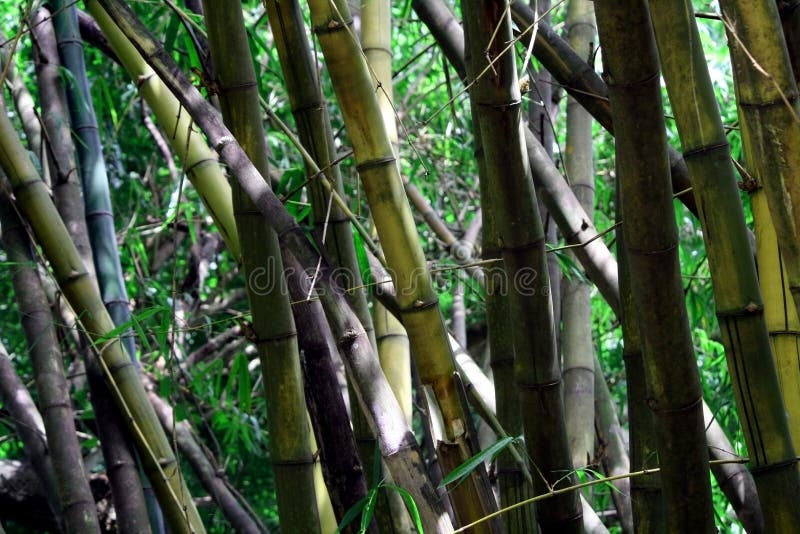 Indian Forest Bamboos stock photo. Image of forest, bambos - 195342412