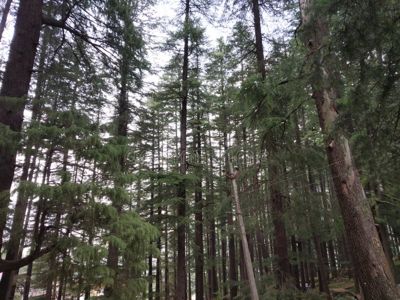 Indian forest stock photo. Image of beauty, palm, indian - 120265804