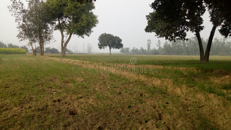 Indian forest. stock image. Image of forest, grass, field - 144055105