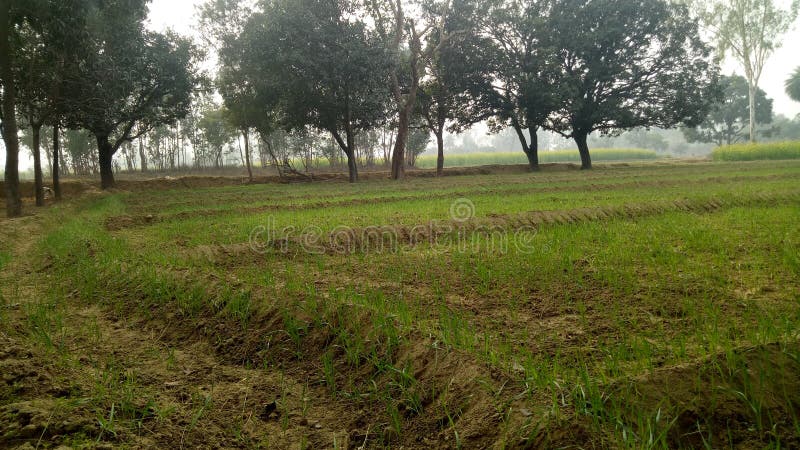 Indian forest way stock photo. Image of lyptus, india - 144062026