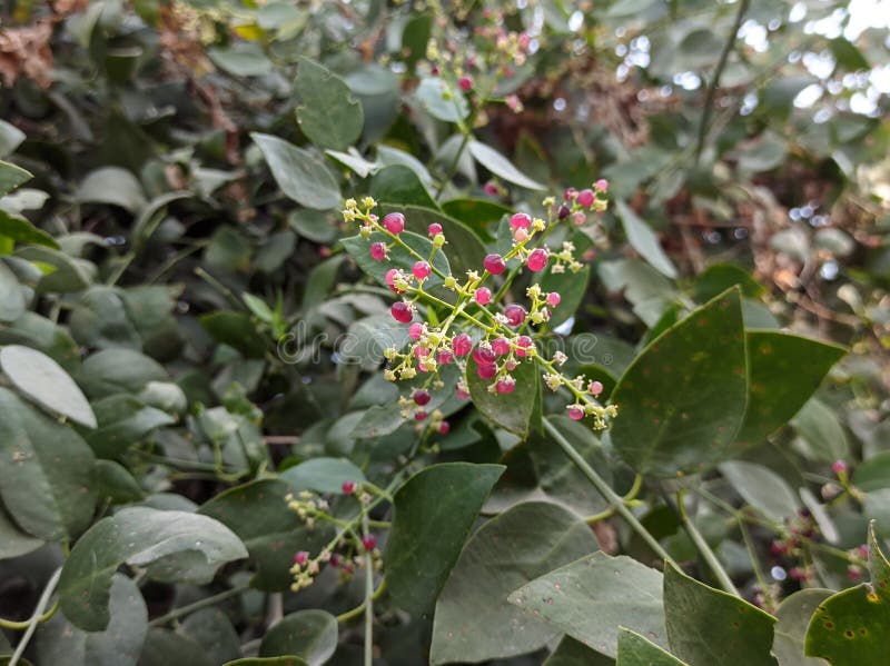 Ripe Red Pilu Fruits and Leaves Tree Stock Image - Image of pilu ...