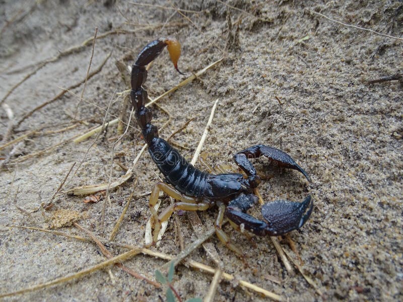 782 Indian Scorpion Stock Photos - Free & Royalty-Free Stock Photos ...