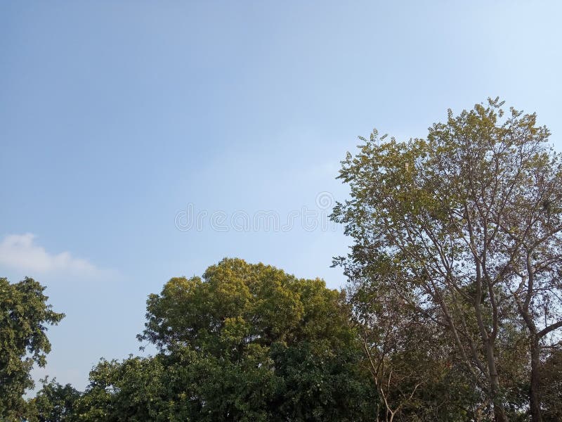Indian forest tree stock photo. Image of neemtree, indian - 171101526