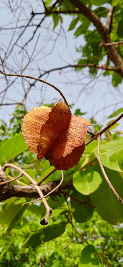 Indian Forest Tree with Seed Pods Stock Image - Image of seed, tree ...