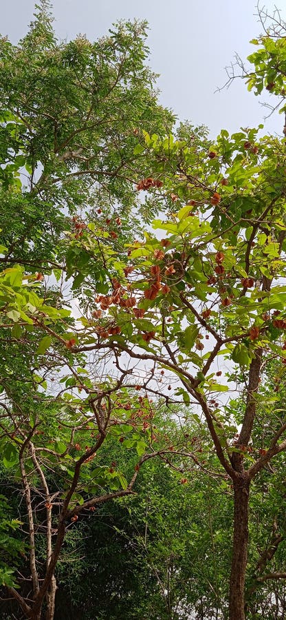 Indian Forest Tree with Seed Pods Stock Photo - Image of tree, seed ...
