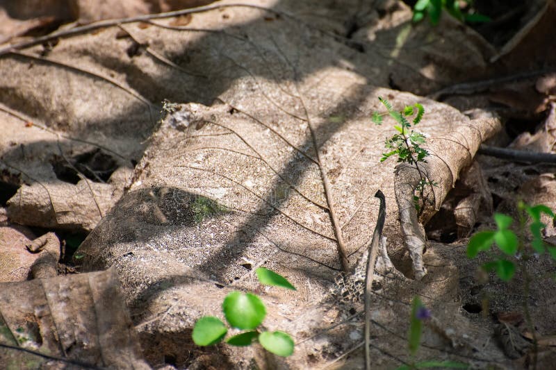 Indian Forest Tree Teak Leaf Laying on the Ground Stock Photo - Image ...