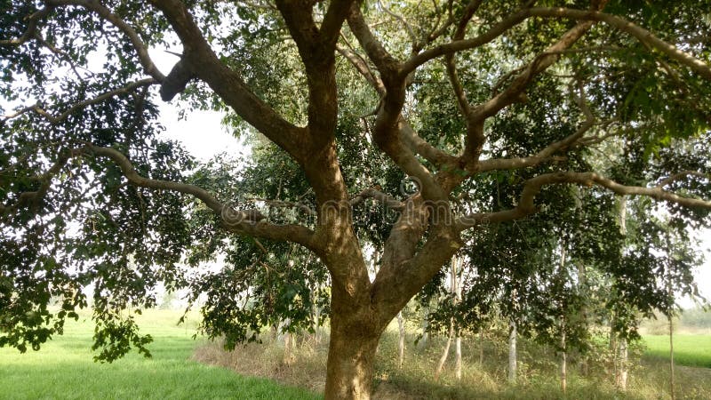 Indian forest way stock photo. Image of lyptus, india - 144062026