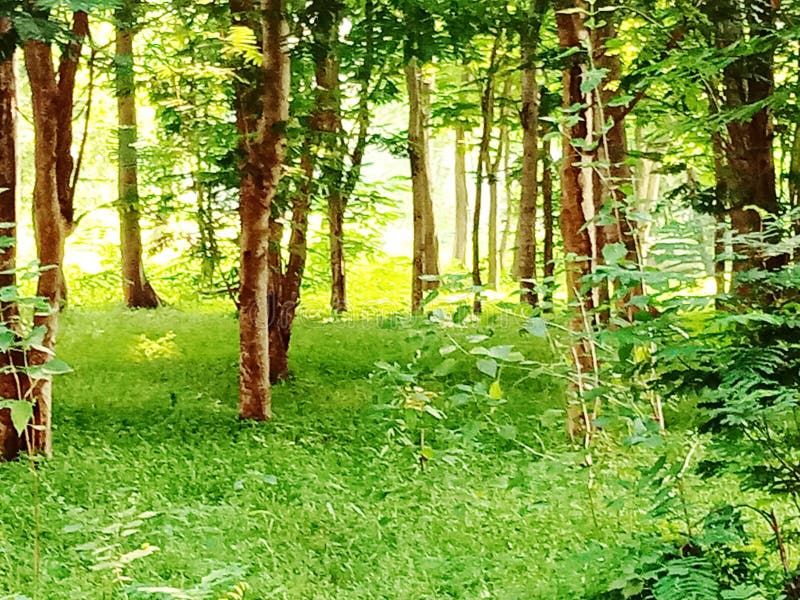 Indian Forest for Wild Life Stock Image - Image of nature, life: 161407451