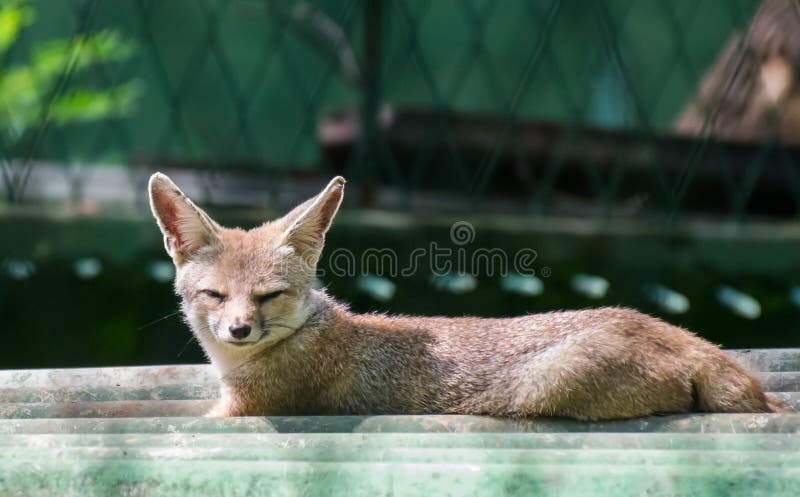 Fox in Sun stock image. Image of vulpes, hairs, fast - 126450461
