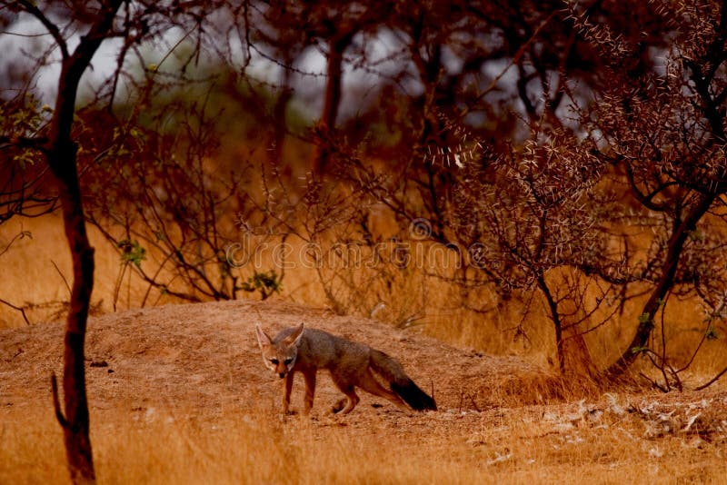 Indian fox stock image. Image of carnivor, twilight - 116956659