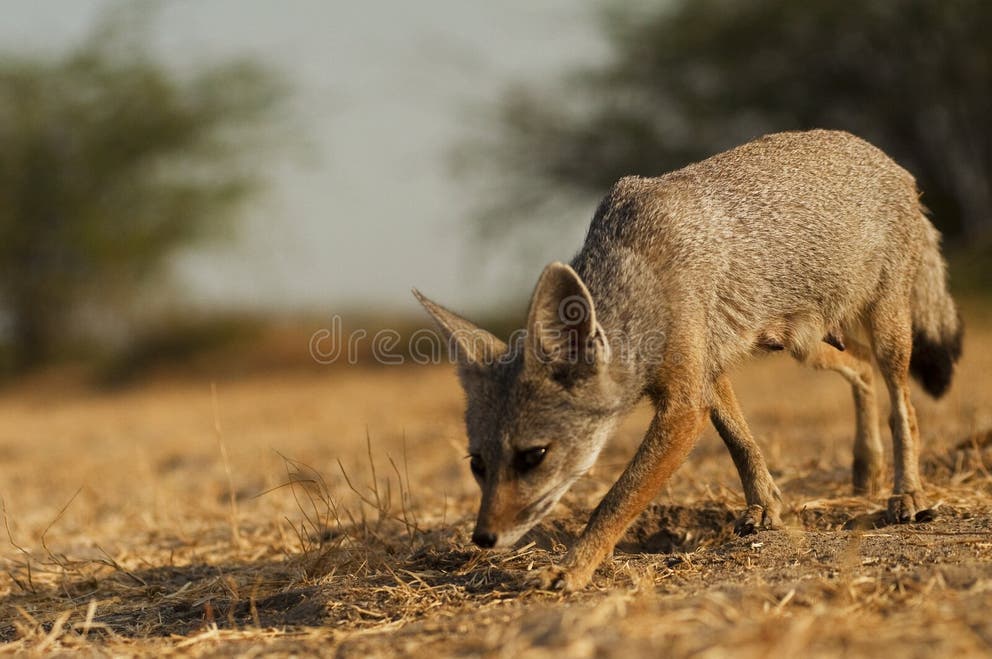 Indian fox stock image. Image of forest, indian, carnivor - 137558745