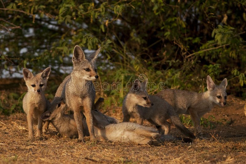 Indian fox stock image. Image of pups, ground, grassland - 138649473